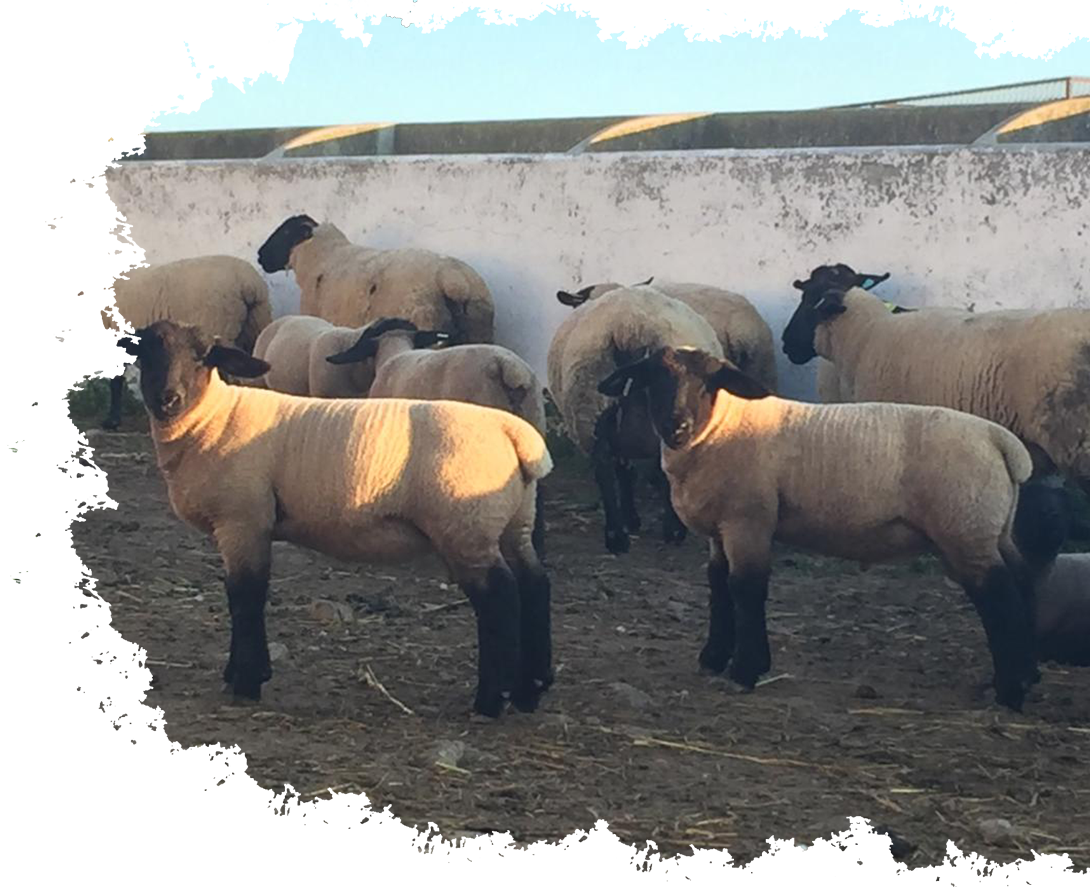 Suffolk | Gado Ovino